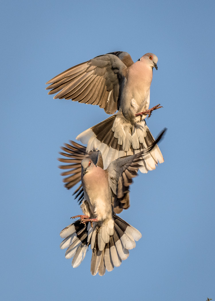 MHWPC - "Lovey dovey" by Thomas Loucks